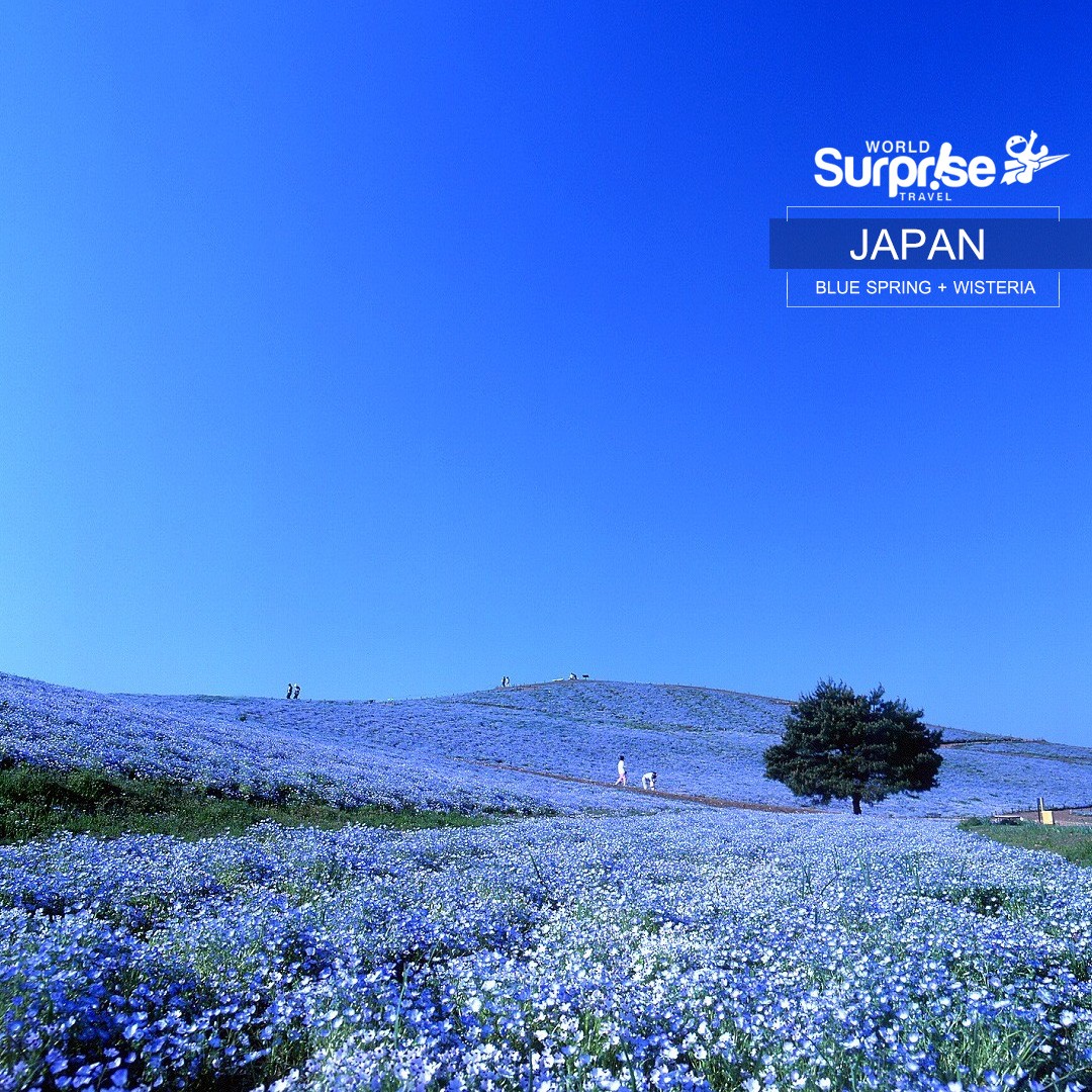 Japan Blue Spring & Wisteria Surprise! | World Surprise Travel